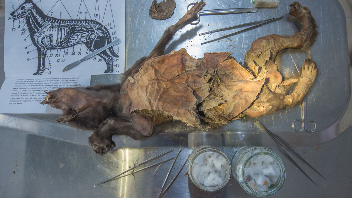 Unique DNA analysis of extinct woolly rhinoceros found in wolf stomach ...
