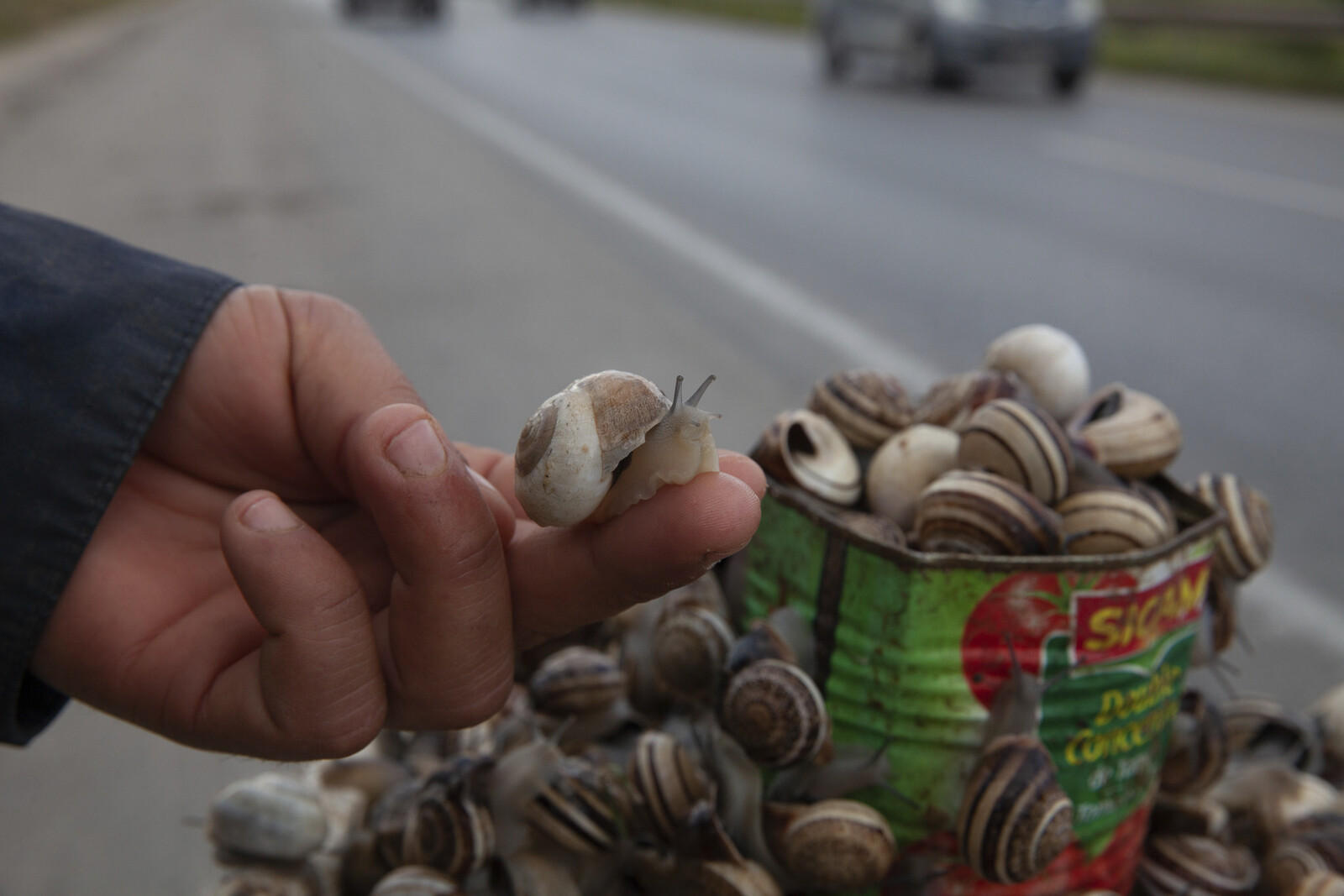 Snails Become Surprising Lifeline in Crisis-Hit Tunisia | Sweden Herald