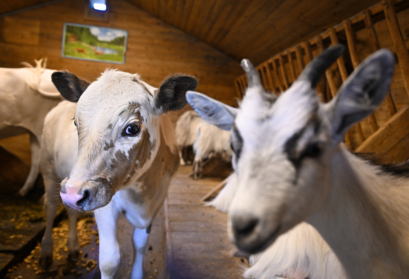 So old breeds will save the beef | Sweden Herald