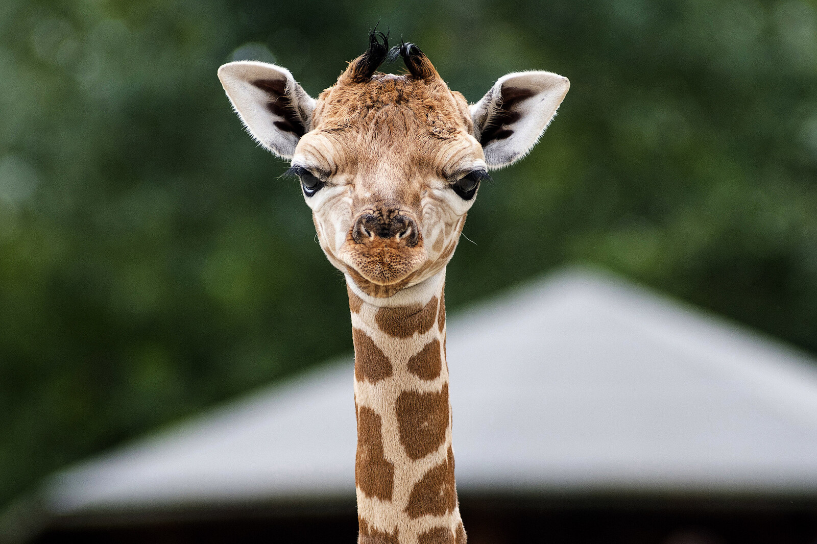 Surprising Find in Giraffe Poop | Sweden Herald