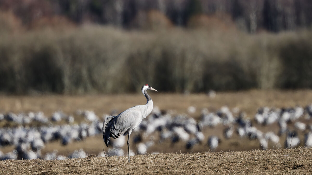 Sign of spring: First crane arrives at Lake Hornborgasjön | Sweden Herald