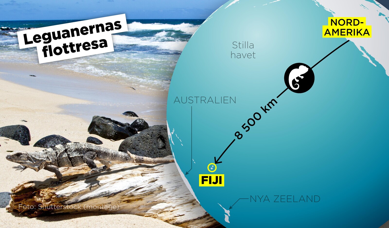 Iguanas Floated 8,000 Kilometers to Fiji on Natural Rafts | Sweden Herald