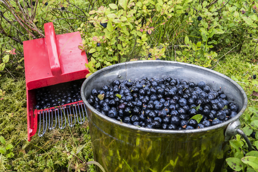 Over 1,000 berry pickers rejected – due to poor conditions | Sweden Herald
