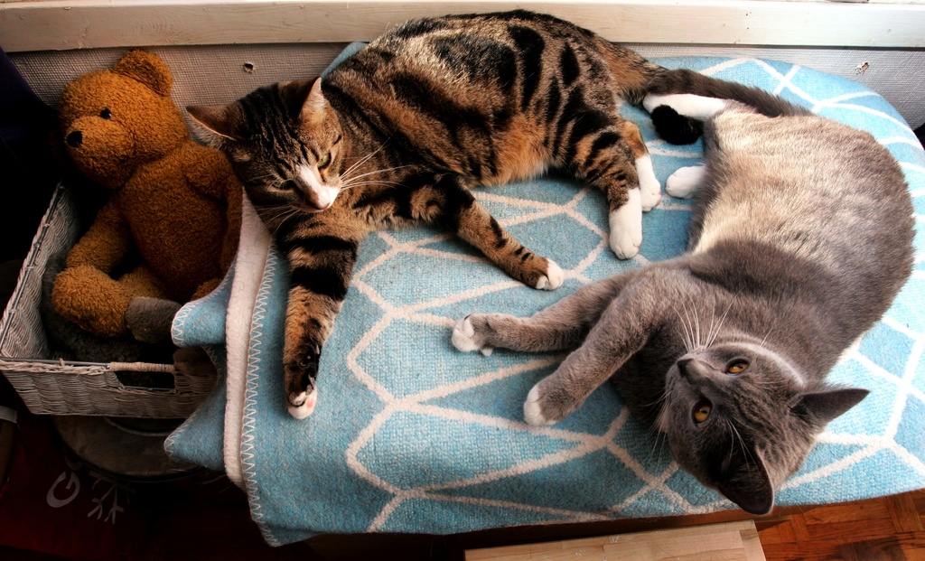 Cat Ban Lifted – Secret Felines Get Legal Status | Sweden Herald