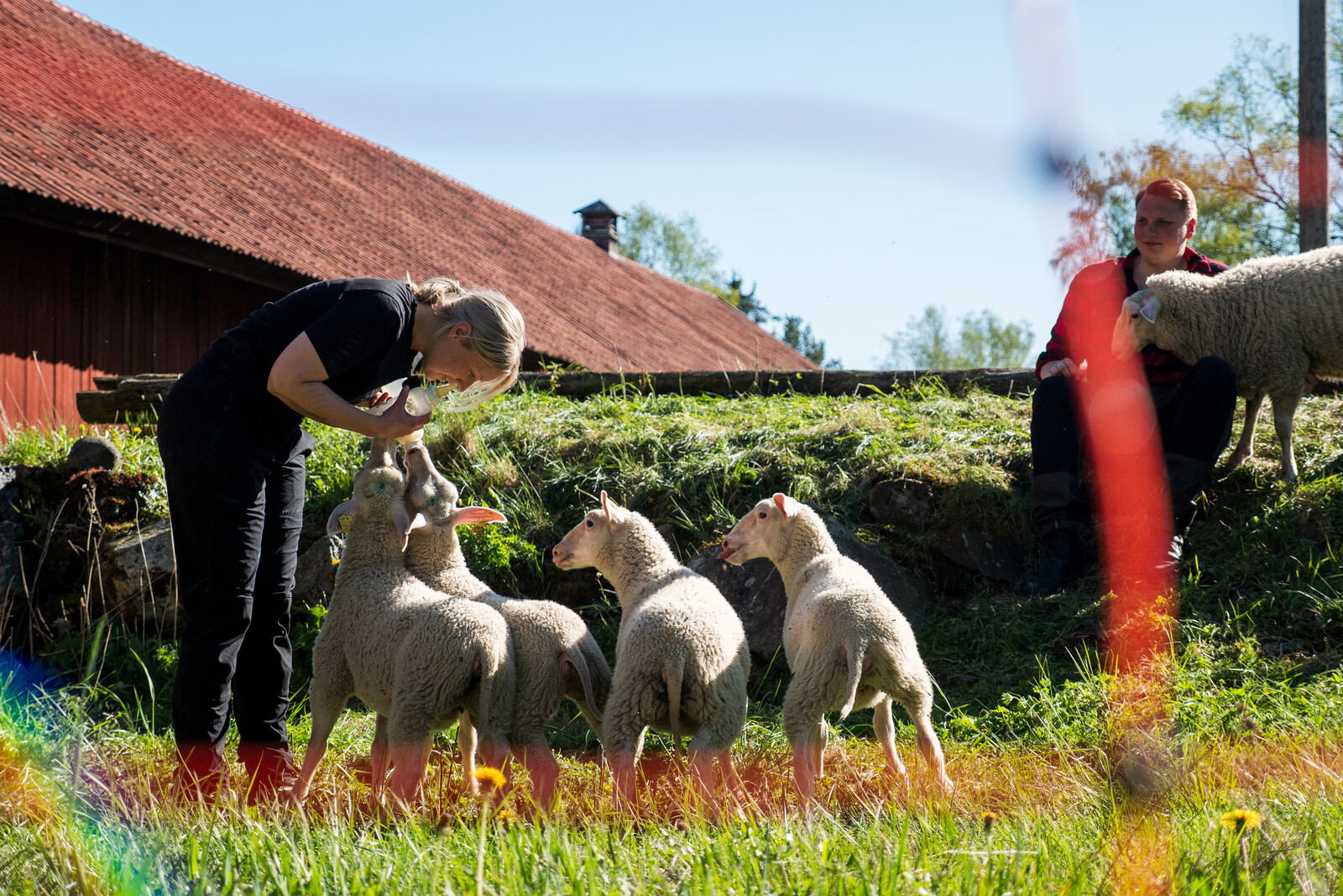 Viaplay's New Series Spotlights Life on Five Swedish Farms | Sweden Herald