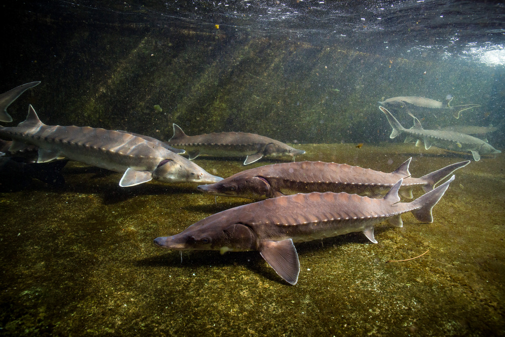 Ancient giant fish makes comeback in Swedish river | Sweden Herald