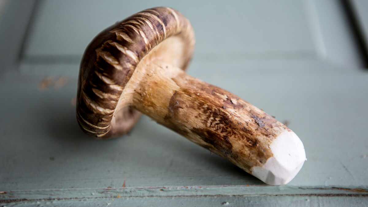 World's Most Expensive Mushroom Sells for 53000 Kronor in Japan Auction ...