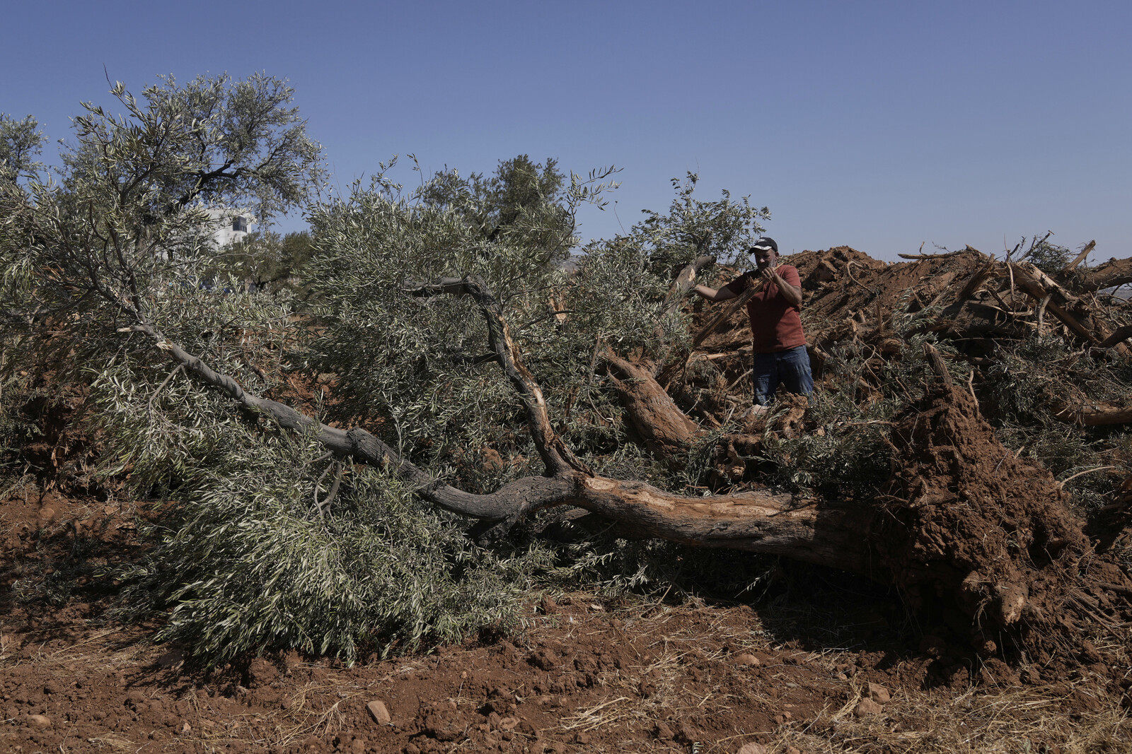 Israeli Bulldozers Uproot Olive Trees in West Bank Village | Sweden Herald
