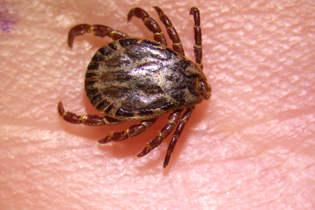 New tick species arrives from travel – how dangerous is it? | Sweden Herald