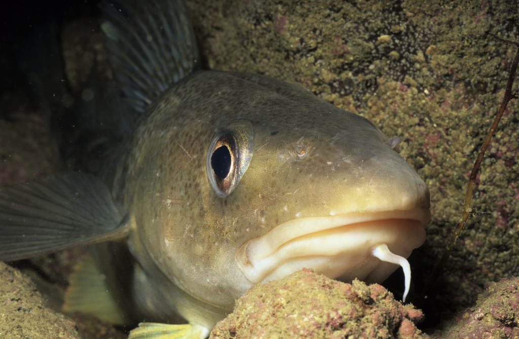 Cod's Mating Threatened by Noise | Sweden Herald