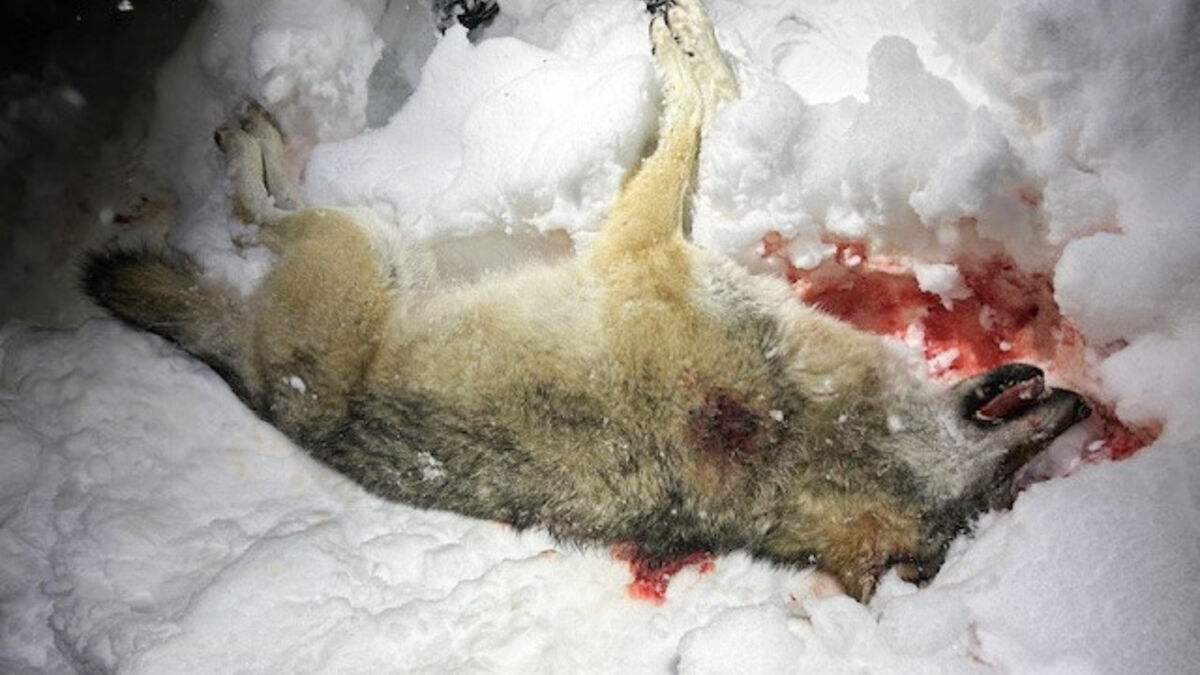 Norwegian hunting mafia in court - hunted wolves and lynx | Sweden Herald