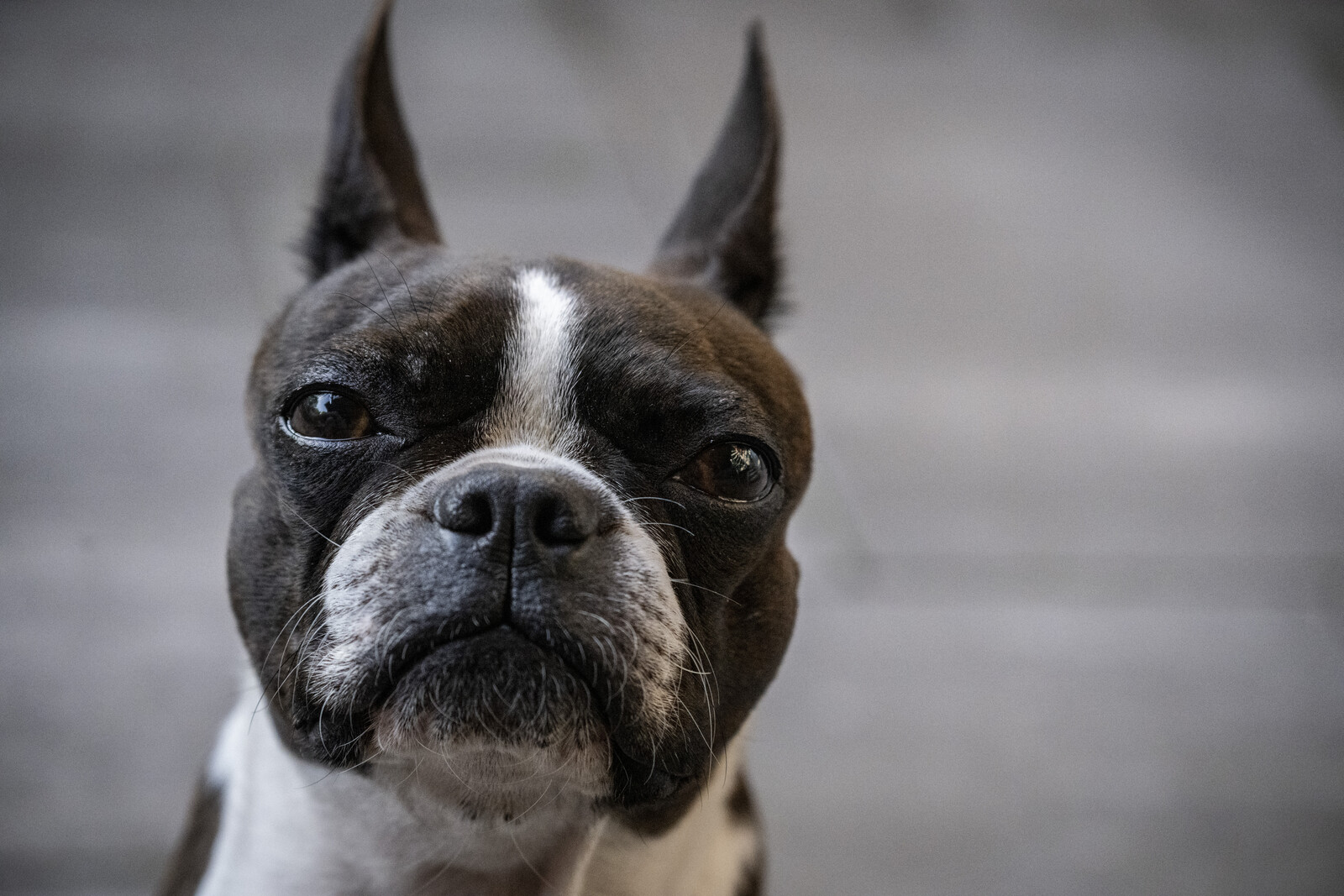 Let the dogs pee on the balcony – risk being evicted | Sweden Herald