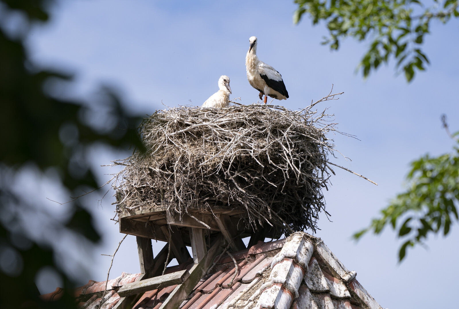 Stork Kingdom in Skåne Named UNESCO Biosphere Reserve | Sweden Herald