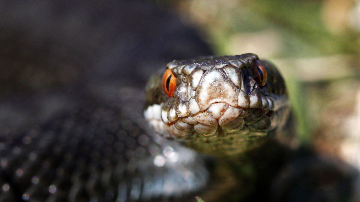 More pets bitten by snakes, limited antivenom supply | Sweden Herald