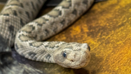 Acutely Endangered Snake Born in Gothenburg | Sweden Herald