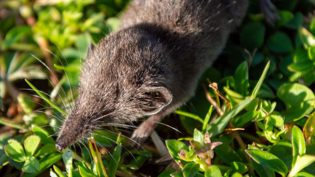 New species discovered - tiny shrew Crocidura stanleyi found in ...