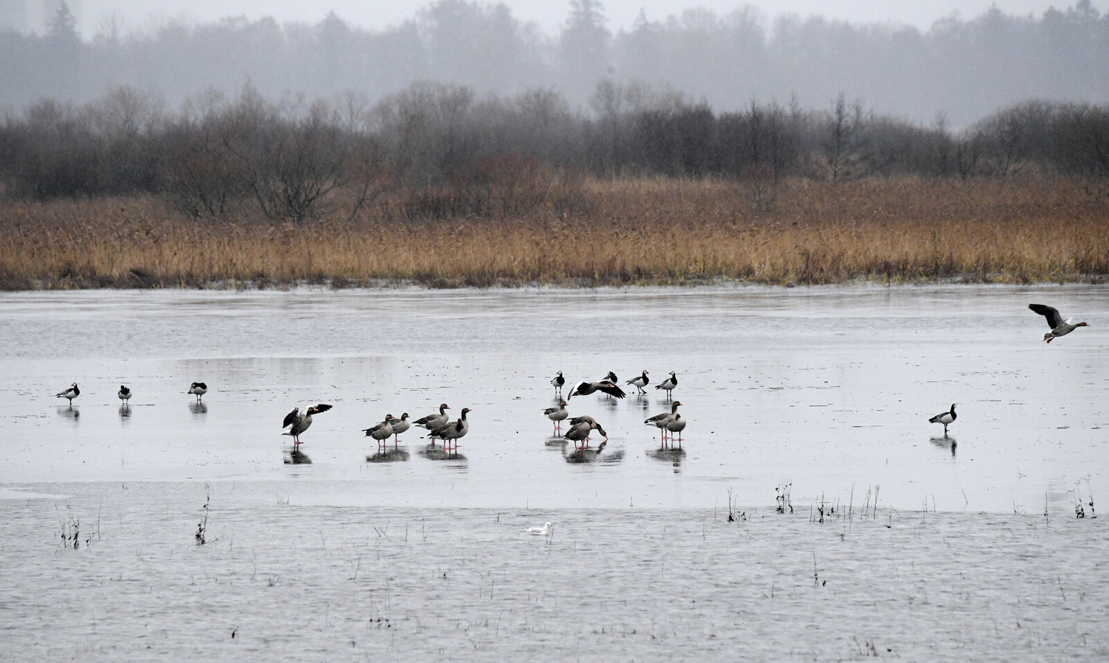 Every fifth goose shot and wounded – "great suffering" | Sweden Herald