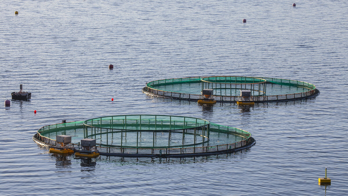 WWF advises against Swedish-farmed rainbow trout | Sweden Herald