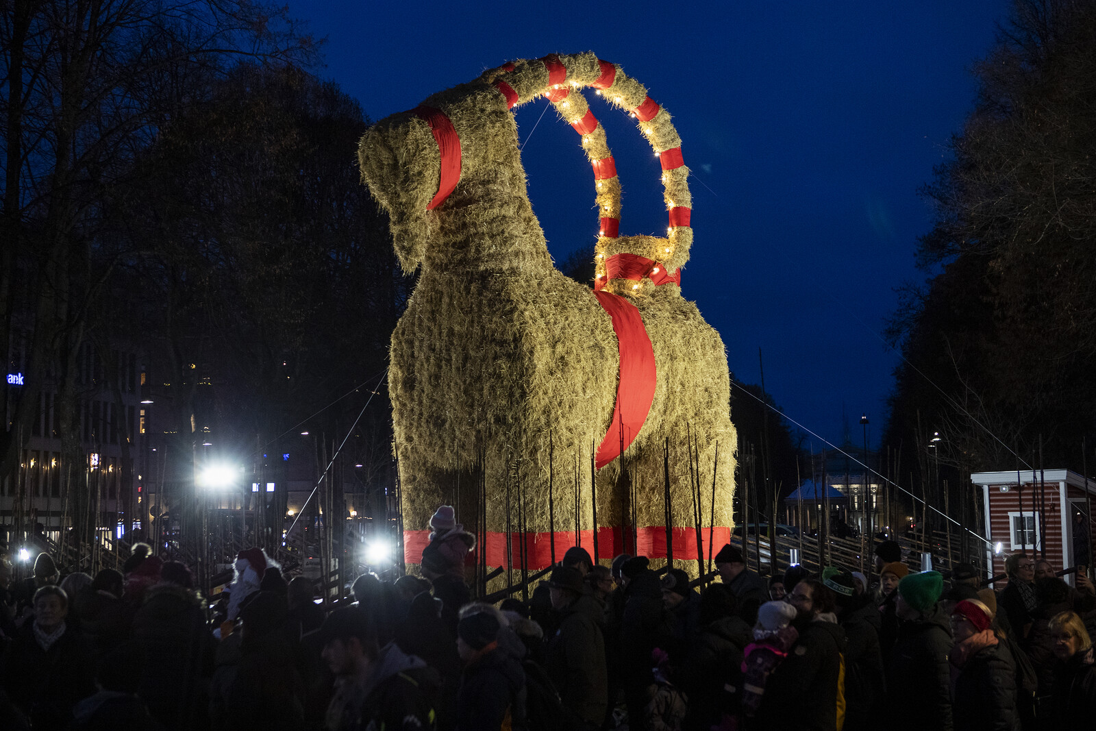 The Gävle Goat Ready for a New Season | Sweden Herald