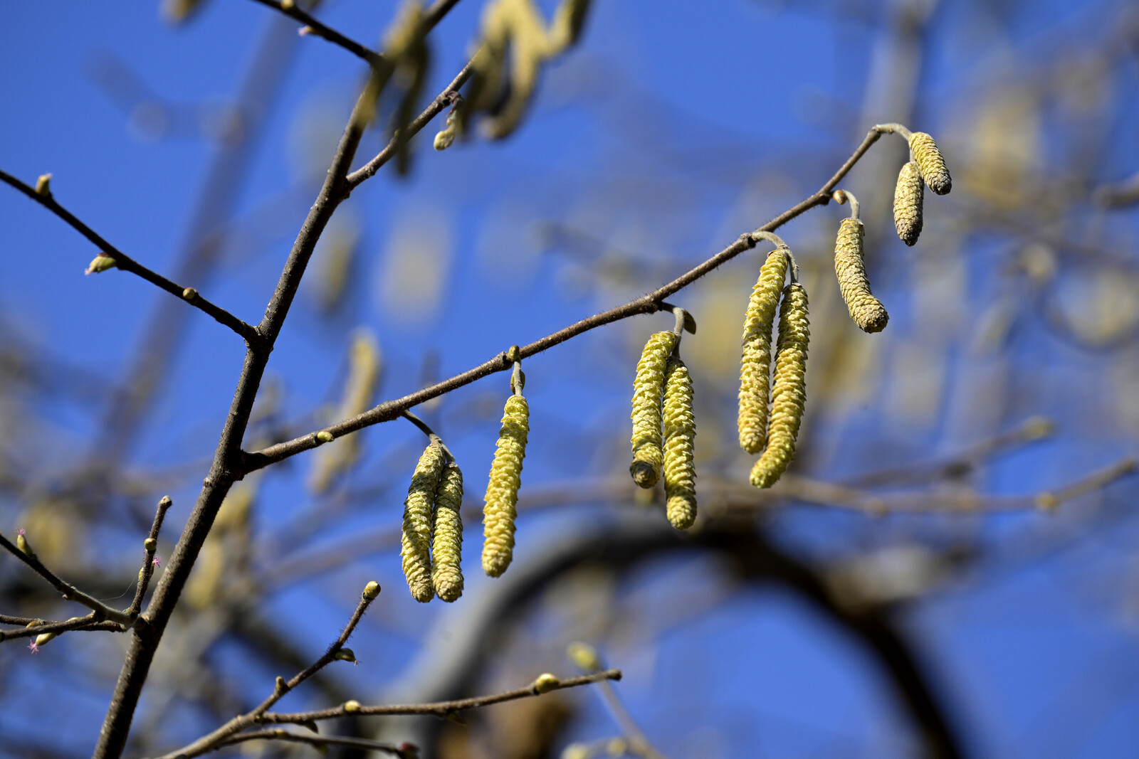 Most common mistakes during pollen season | Sweden Herald