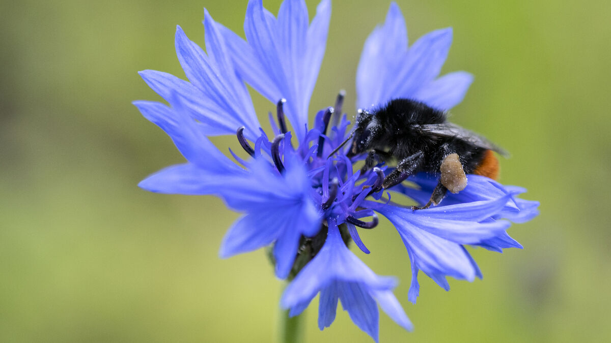 Bumblebees sensitive to road traffic, study finds fewer nests on busier ...