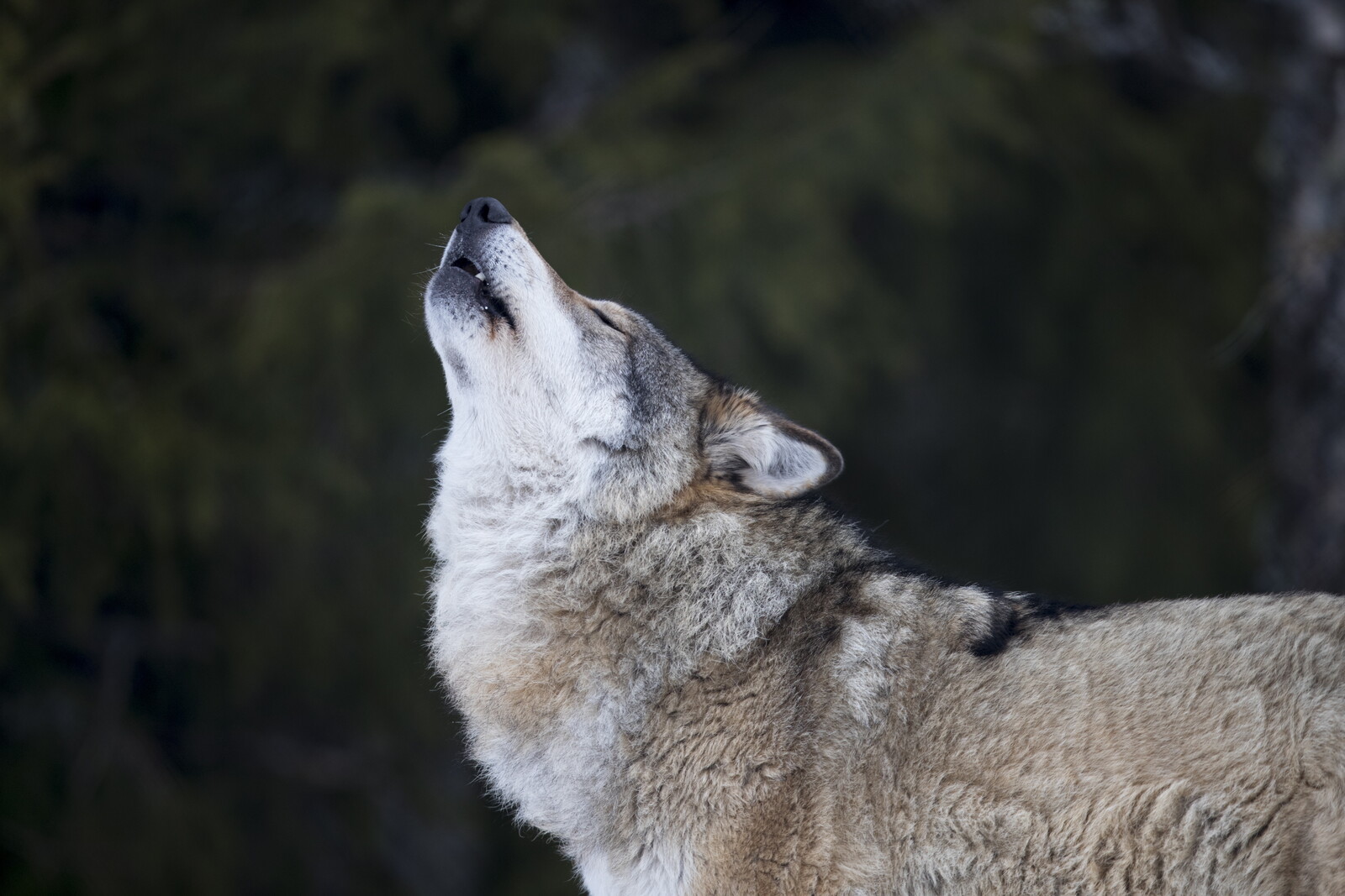 Swedish Wolf Population Declines According to Latest Inventory | Sweden ...