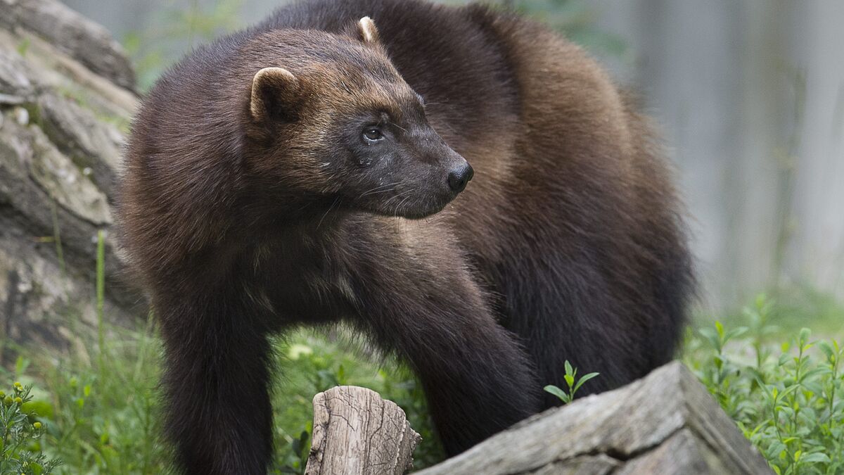 Three wolverine cubs born at Kolmården Zoo | Sweden Herald