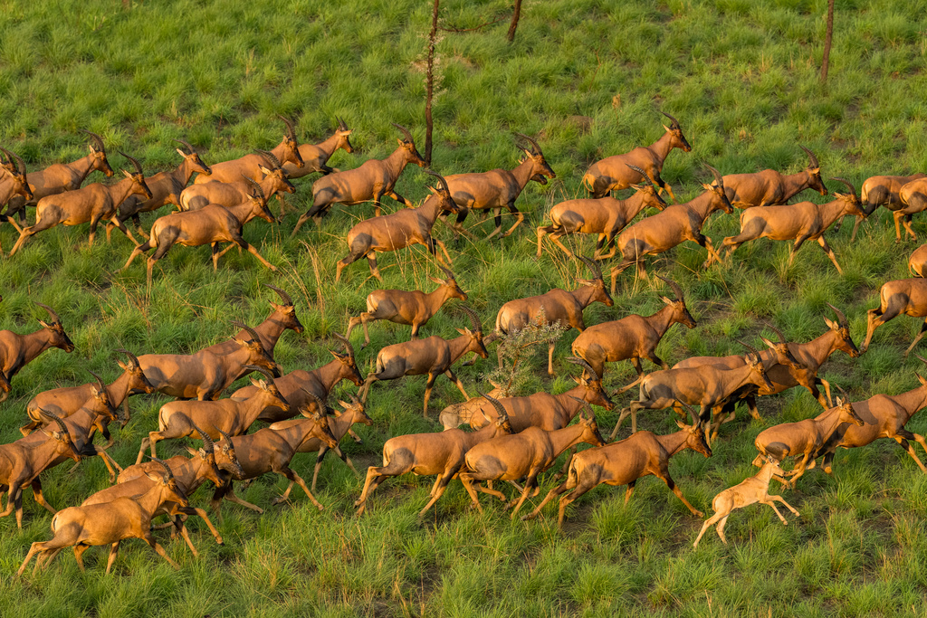 The world's largest animal migration discovered in South Sudan | Sweden ...