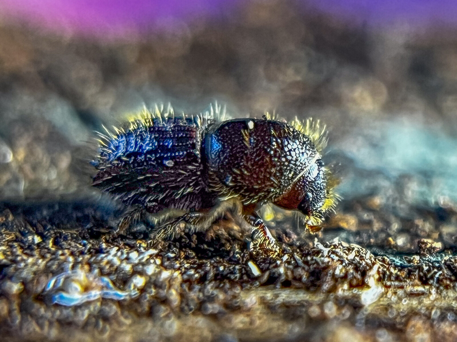 Bark Beetles Warming Swedish Forests, Study Reveals | Sweden Herald