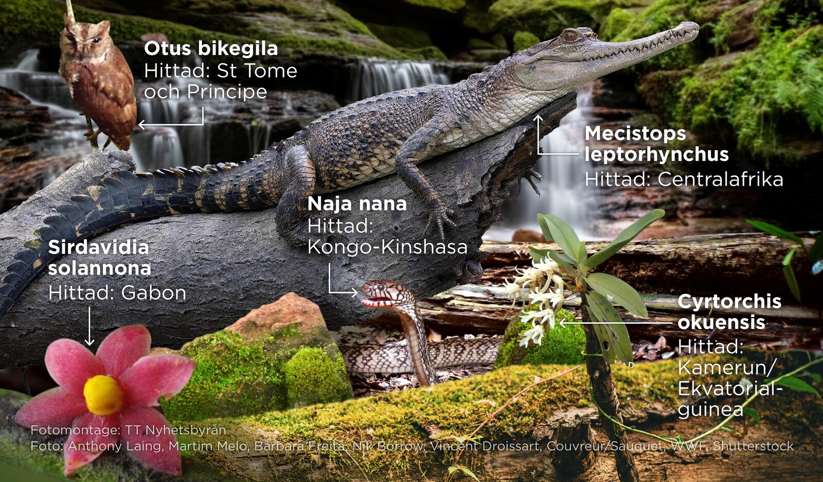 Over 700 new species discovered in the rainforest | Sweden Herald