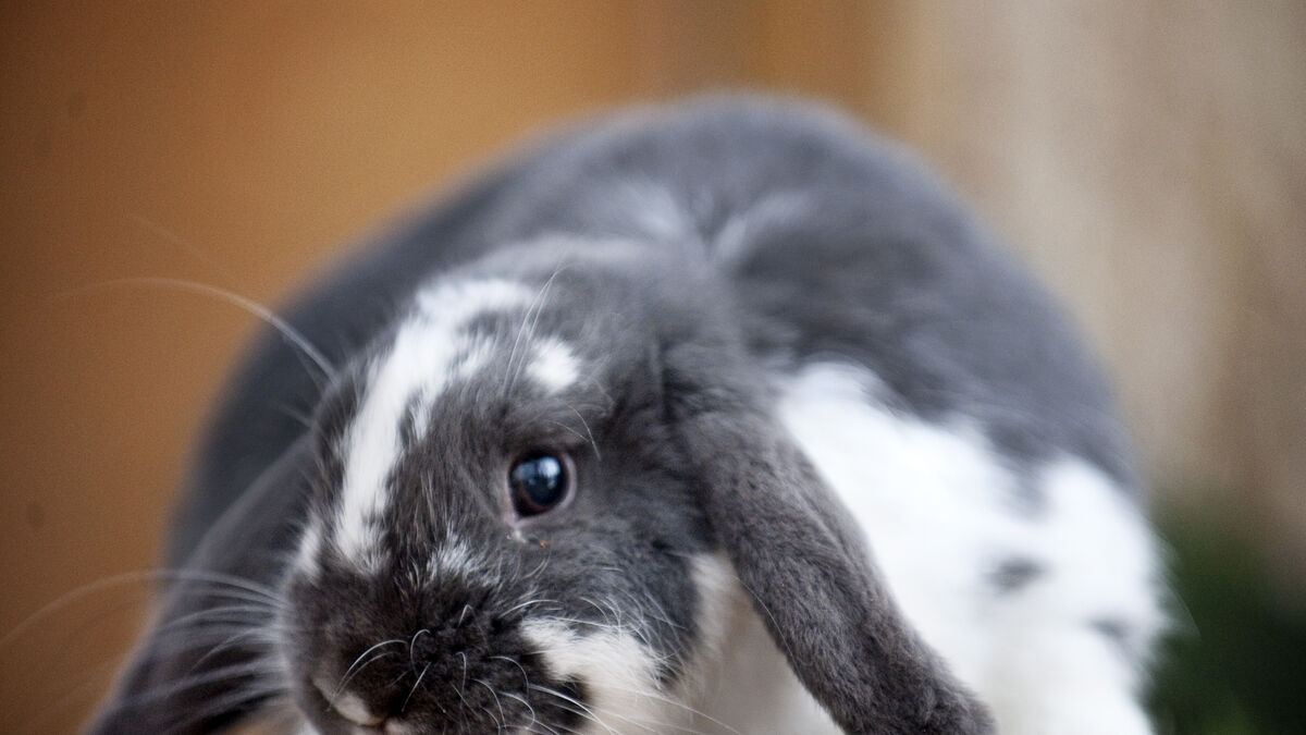 Rabbits with floppy ears at greater risk of hidden, painful ear ...