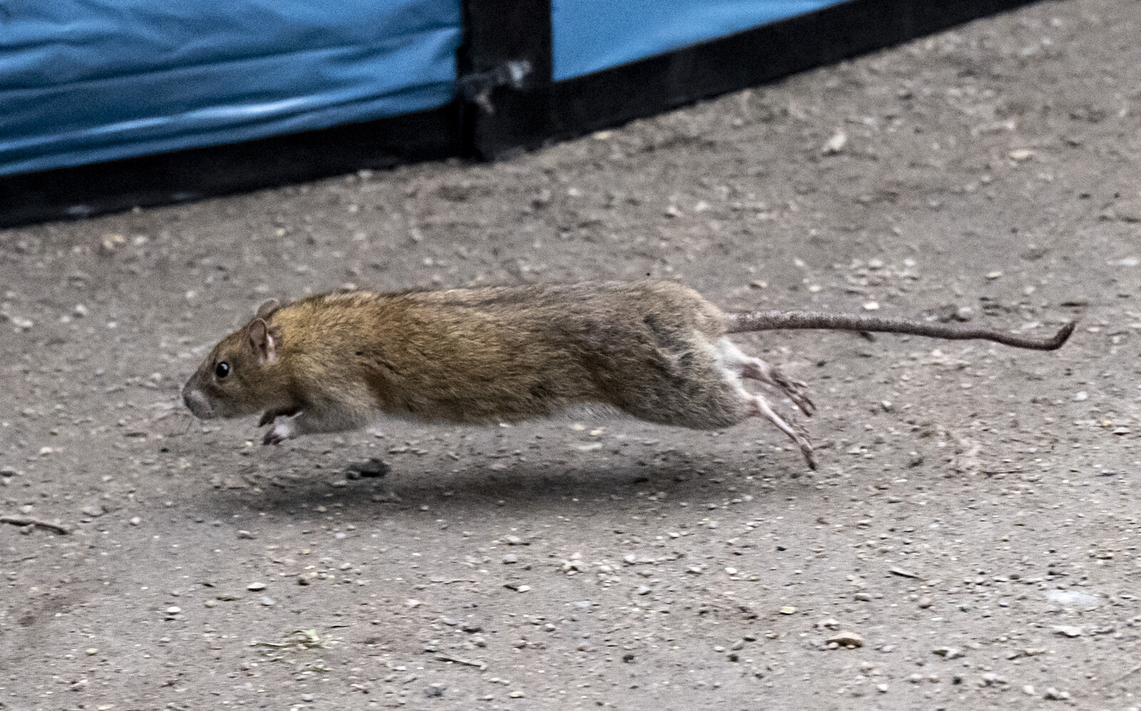 Researchers at the University of Richmond - More Rats in Cities ...