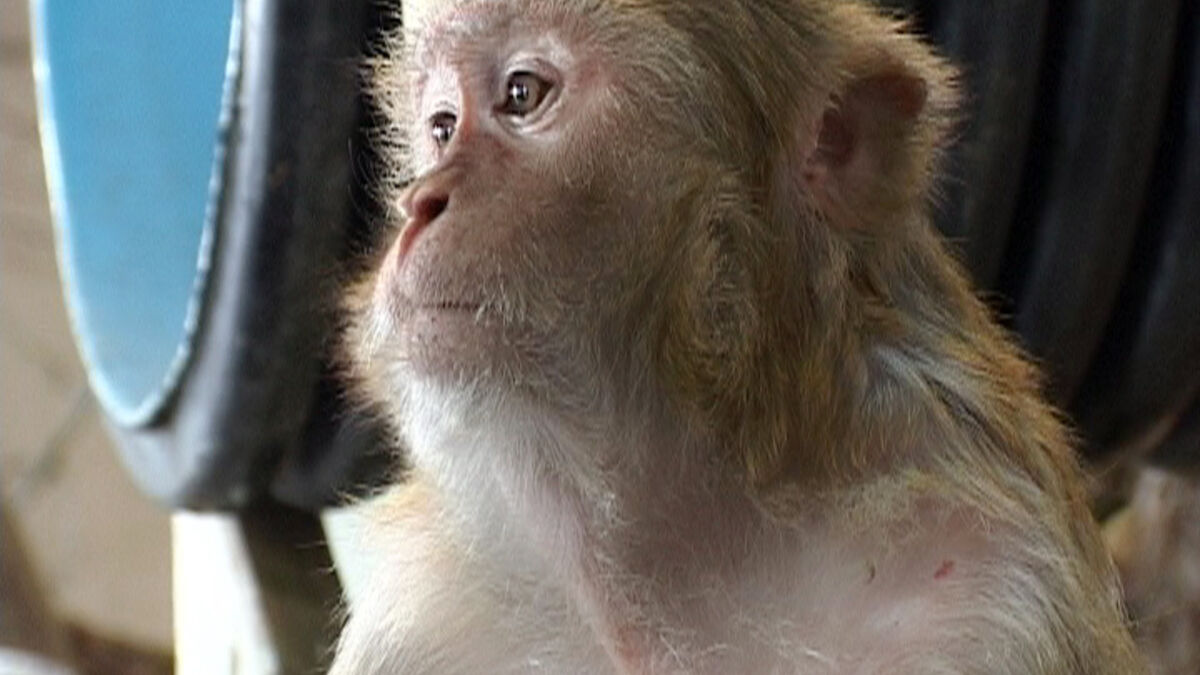 Swedish Monkey Experiments Surge 88 Percent Amid Pandemic | Sweden Herald