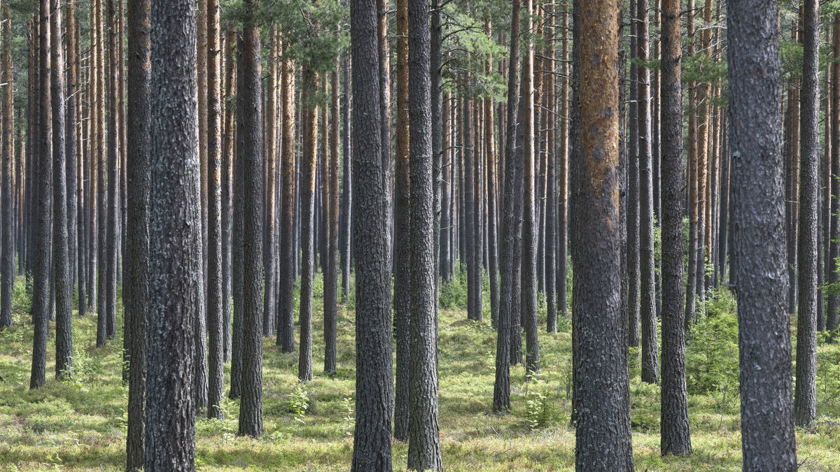 Center Party wants to sell Sveaskog productive forestland to private ...