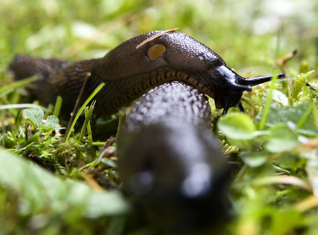 Summer's peak awaits – for the murder snails | Sweden Herald