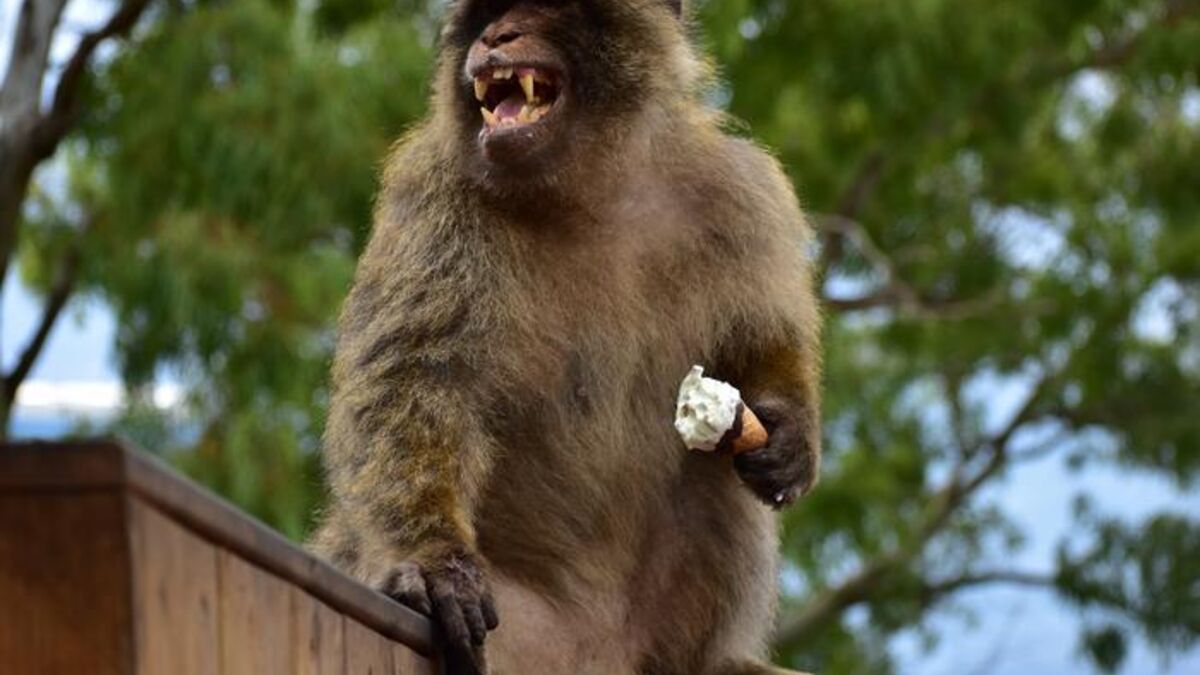 Junk-eating monkeys in Gibraltar soothe their stomachs with soil ...