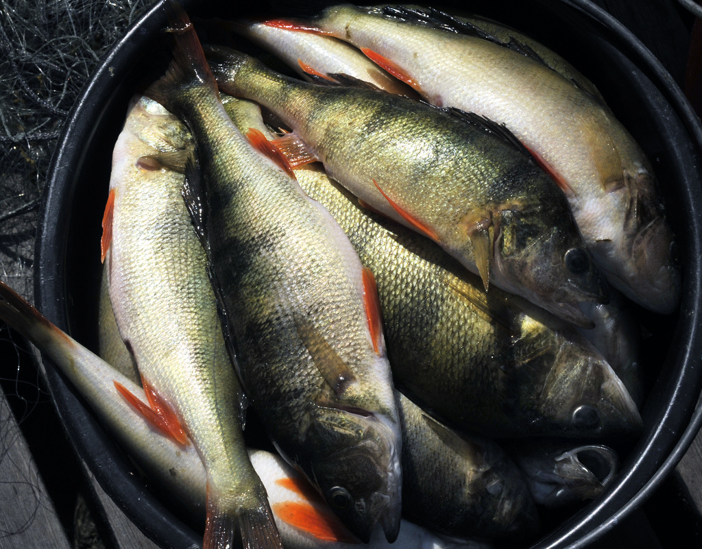 "Beware of Vättern Fish – Elevated PFAS Levels" | Sweden Herald