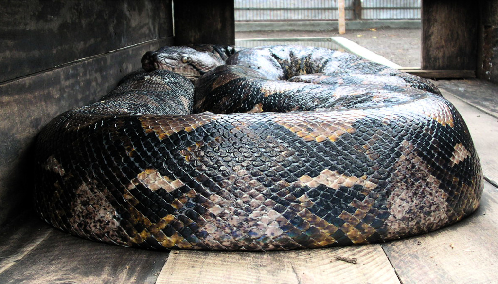 Woman Found Dead in the Stomach of a Python | Sweden Herald