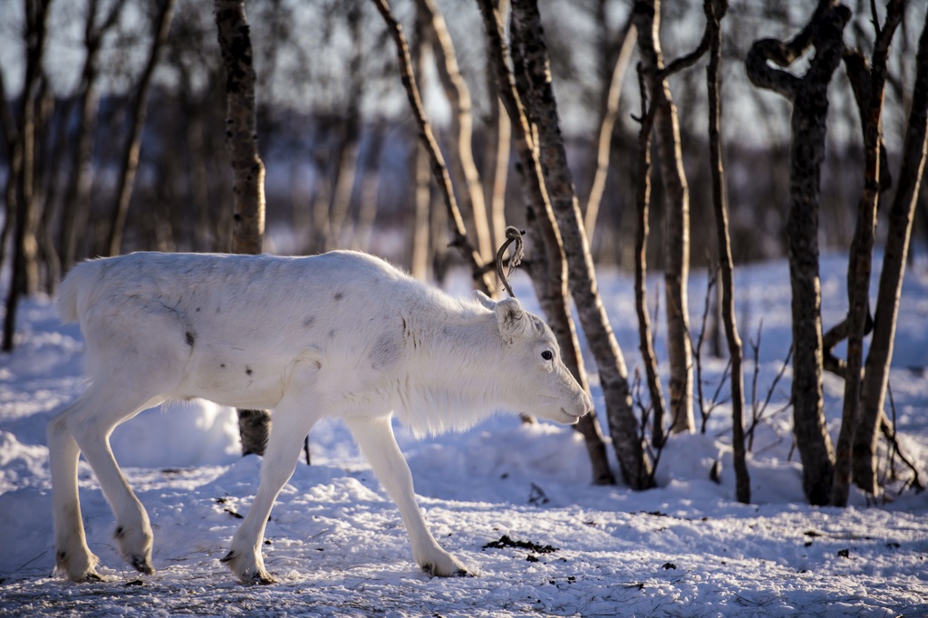 New Mining Agreement - Sami Community Withdraws Appeal | Sweden Herald