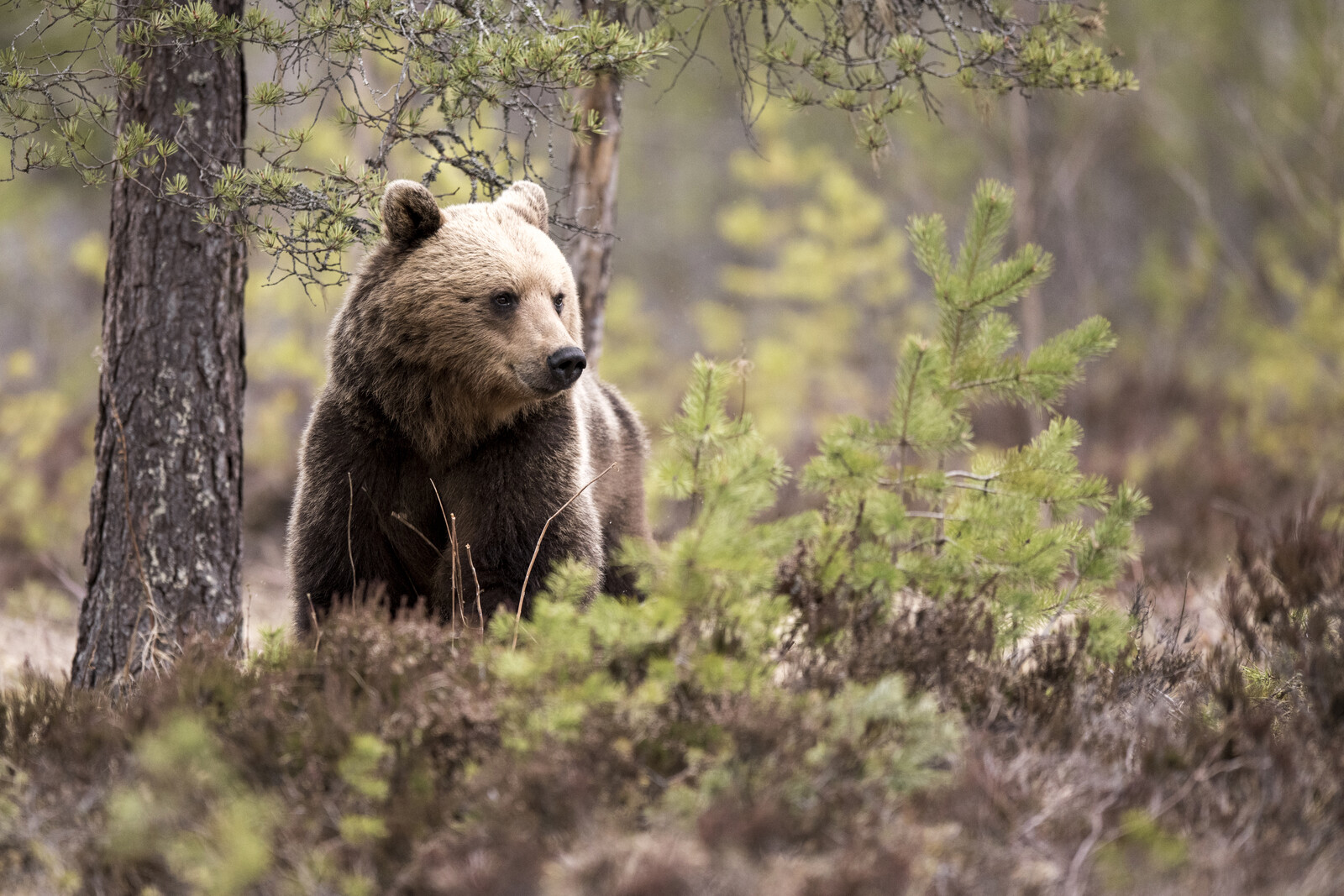 Female Bears Use Human Areas to Shield Cubs from Males | Sweden Herald