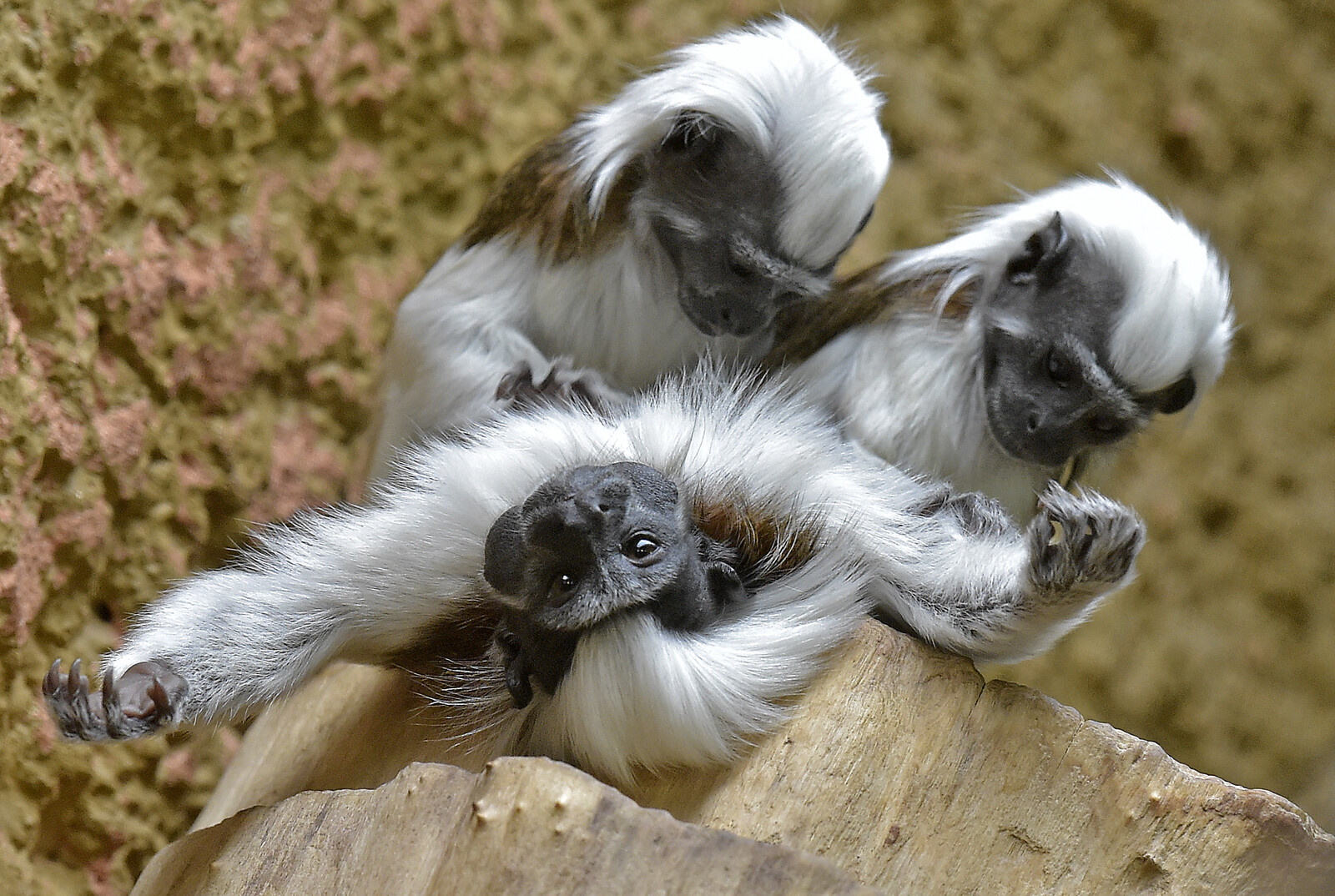 Bacterial Infection Behind Sudden Monkey Deaths | Sweden Herald