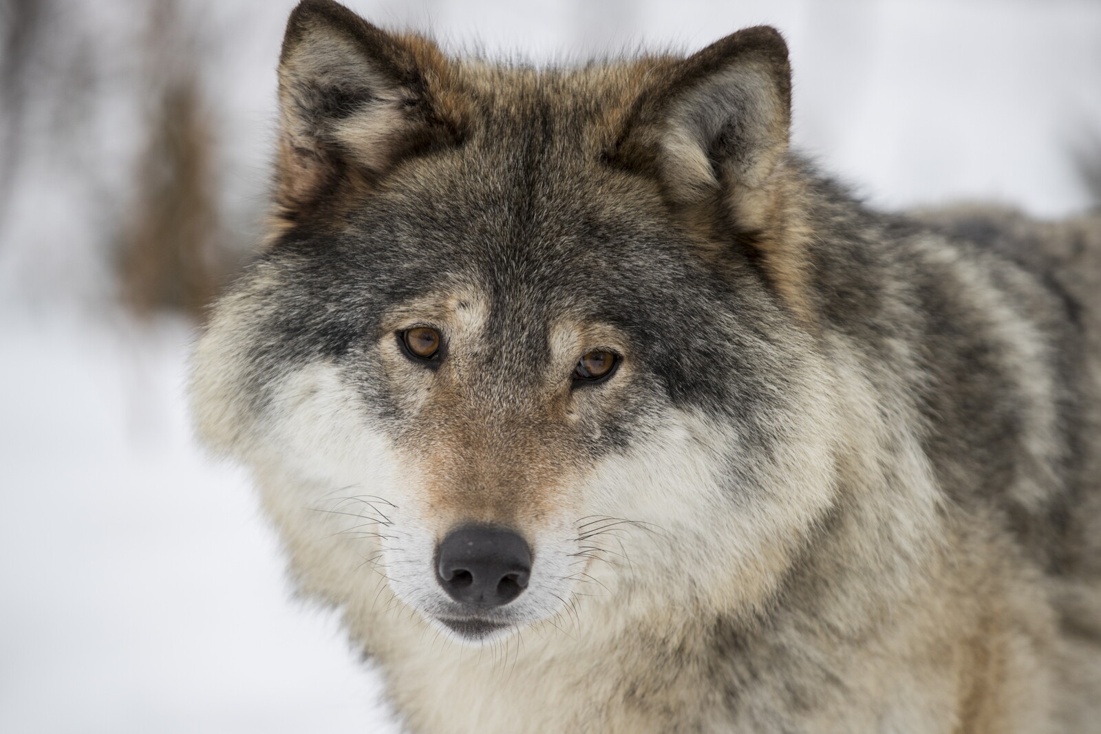 20 Wolves Mysteriously Disappear in Denmark, Raising Concerns | Sweden ...