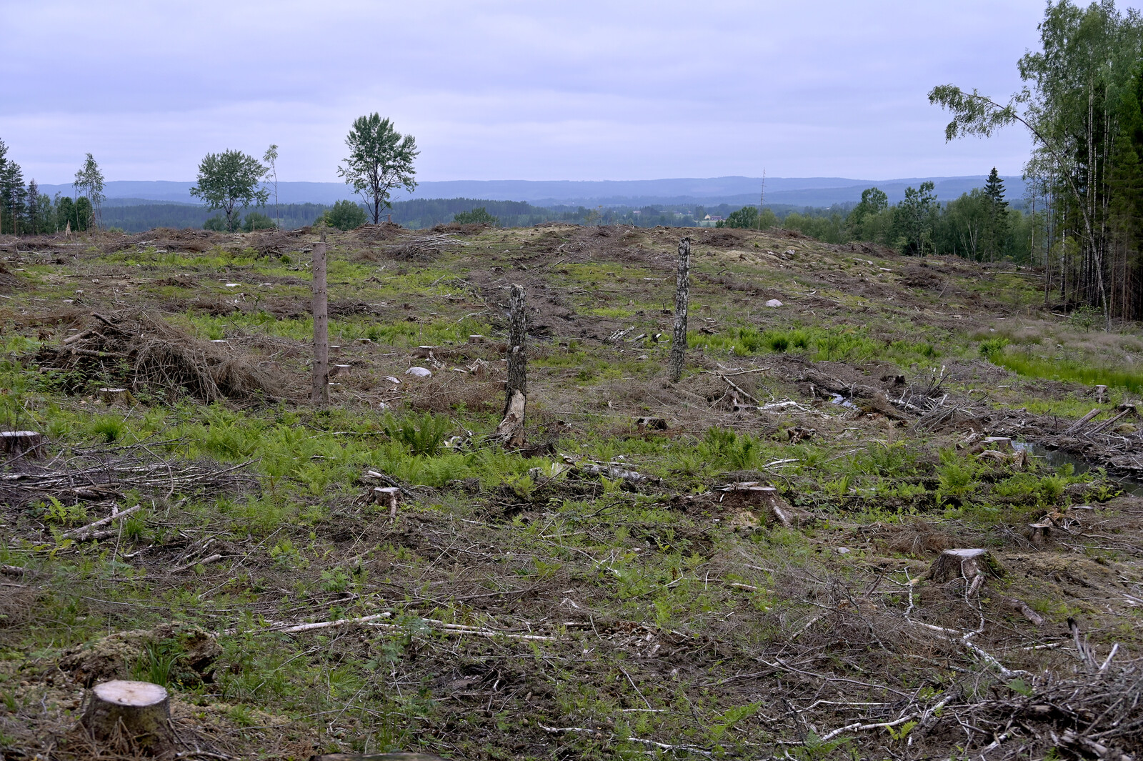 WWF: Important Forests Threatened by Clear-Cutting | Sweden Herald