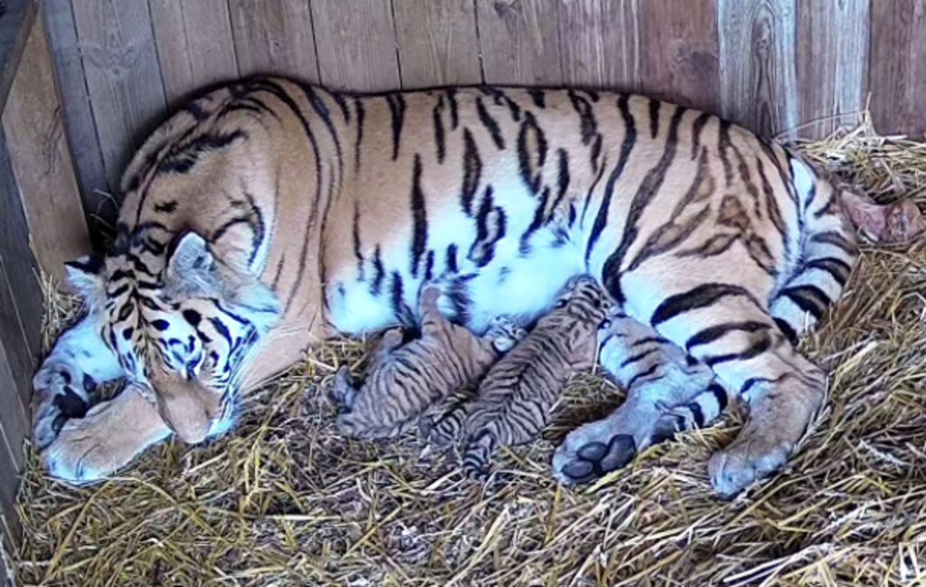 Tiger cubs born at Nordens Ark: "A bit unusual" | Sweden Herald