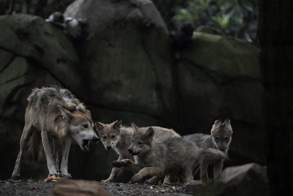 Panic in India: Children Killed by "Killer Wolves" | Sweden Herald