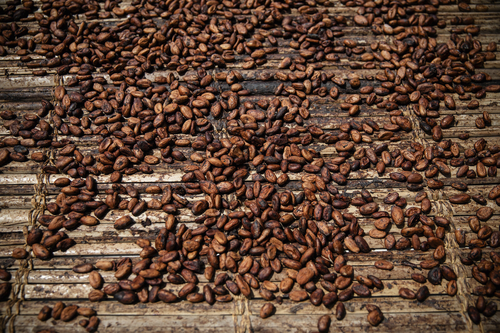 The price of cocoa continues to surge upwards | Sweden Herald