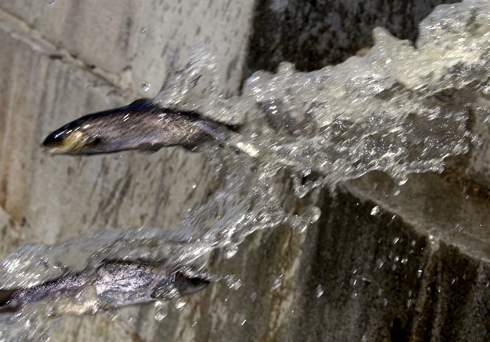 Salmon Migration in Torne River Now Live-Streamed by SVA | Sweden Herald