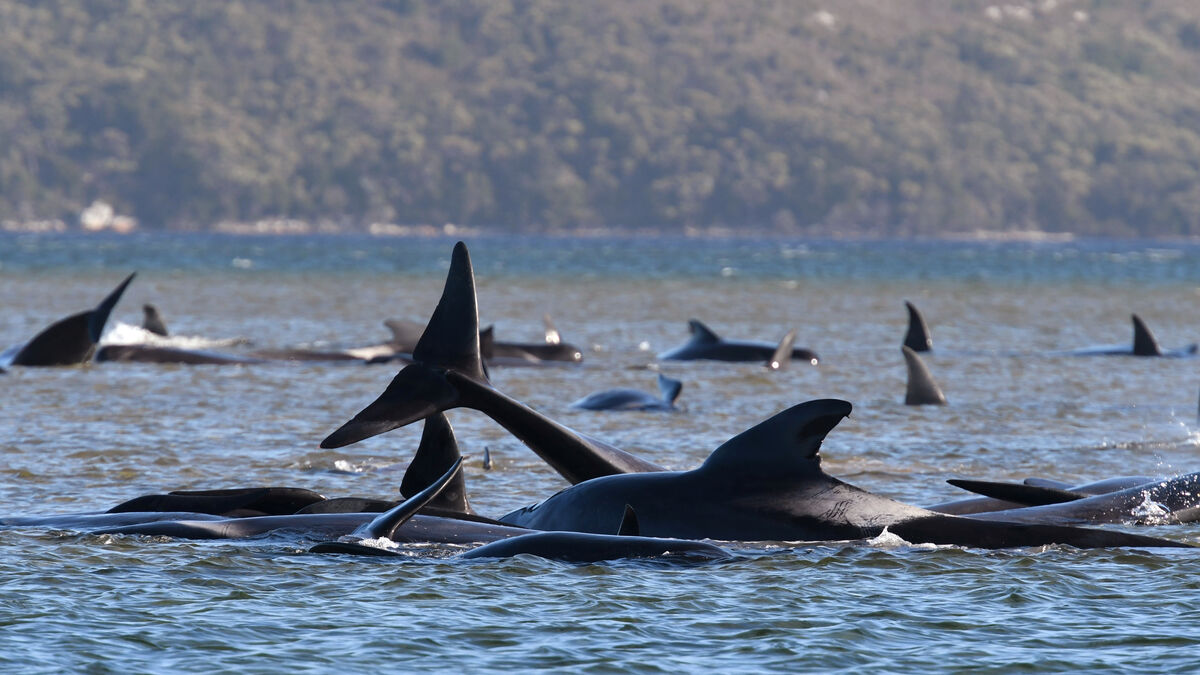 Ship noise forces pilot whales to scream | Sweden Herald