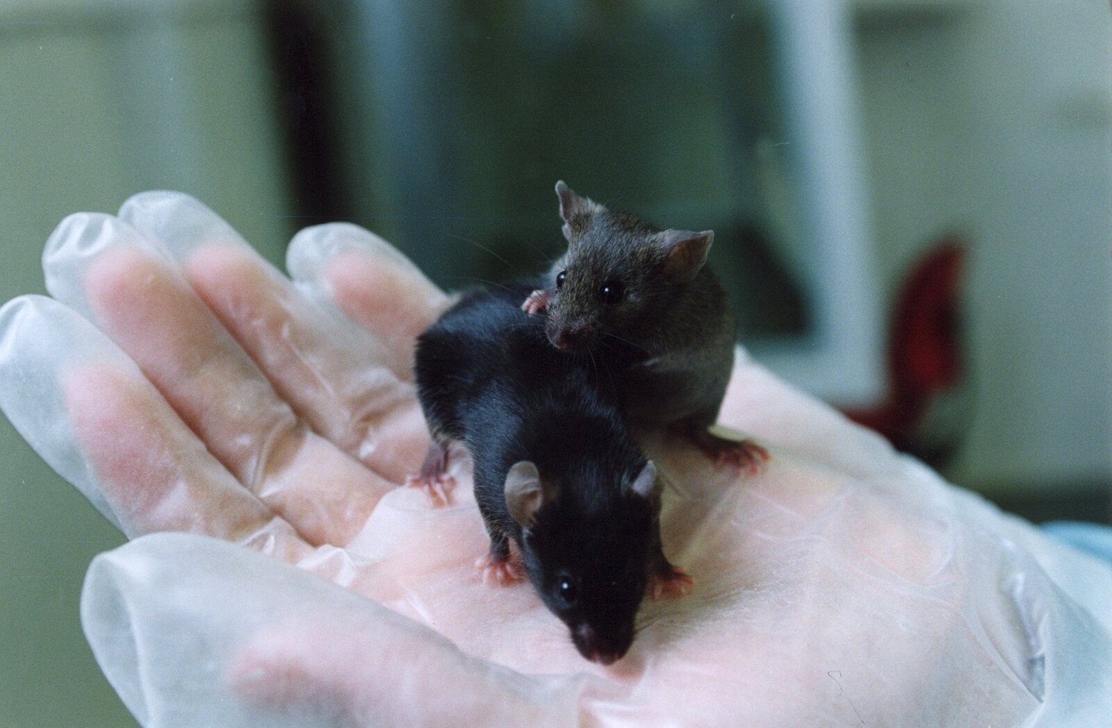 Peacekeeping mediators among quarrelsome male mice | Sweden Herald