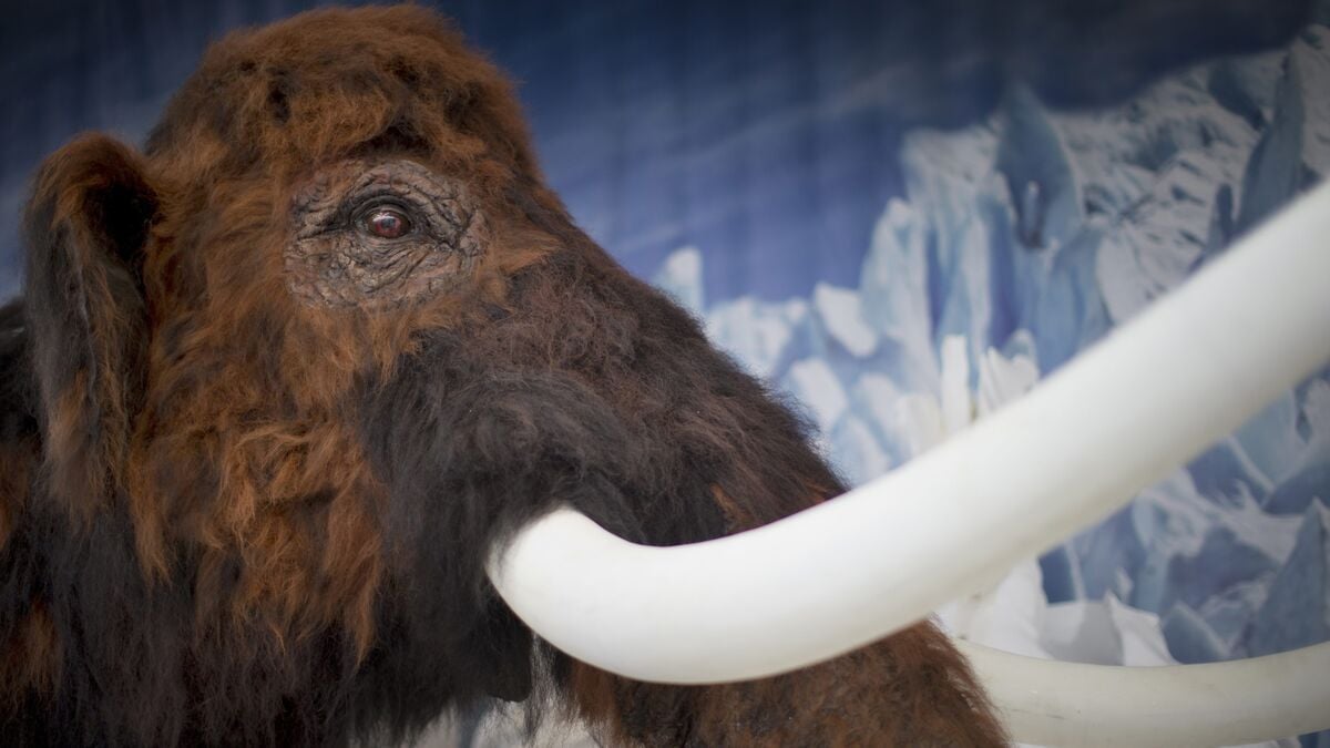 Scientists: Comet may be behind Ice Age animal deaths | Sweden Herald